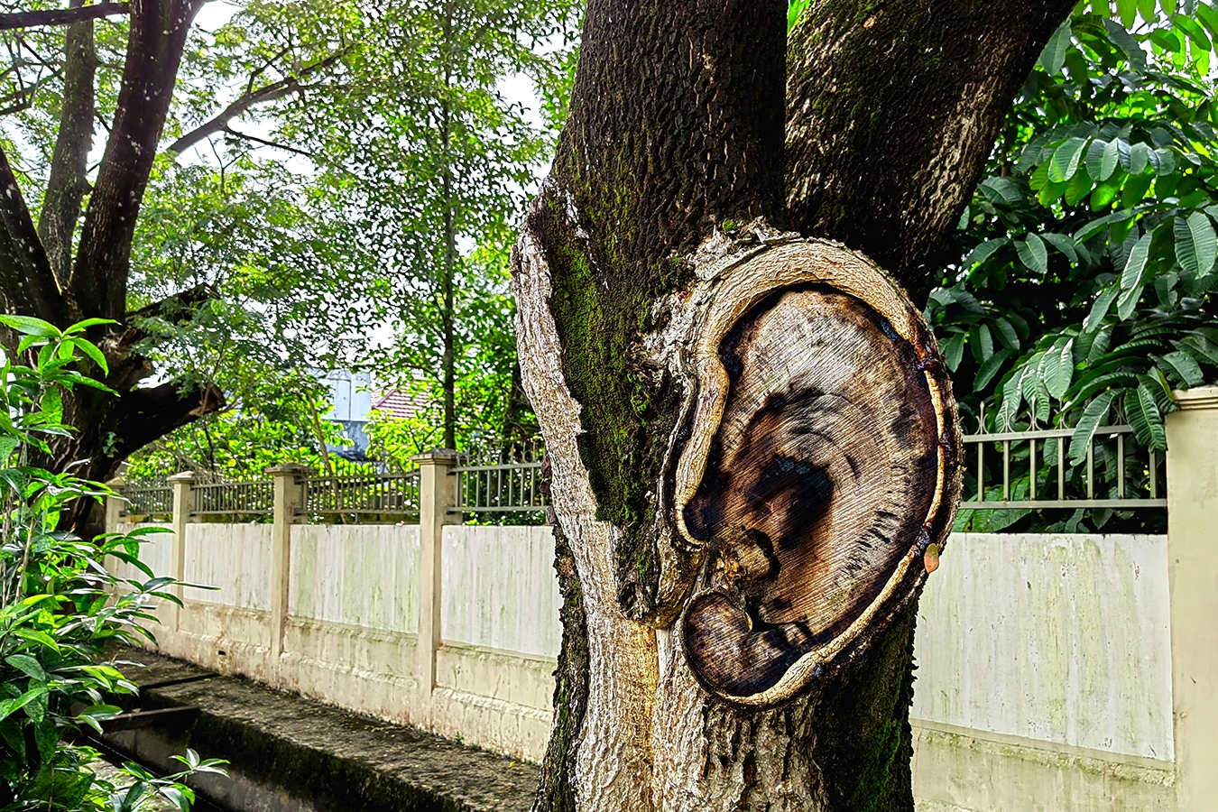 O.D.D. ROOM EXPO — PHASE I — INTELLIGENT TREES - ZO Magazine