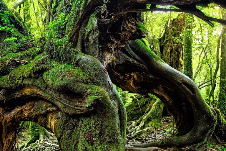 O.D.D. ROOM EXPO — LEVEL I — INTELLIGENT TREES - ZO Magazine